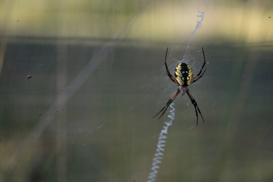 "Corn Spider"-Bilder: Stock-Fotos & -Videos. | Adobe Stock
