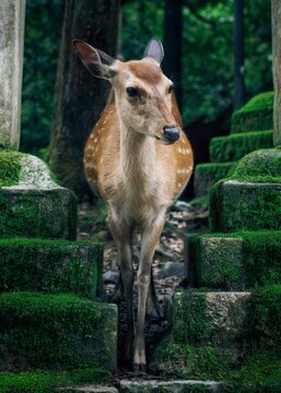 Shika Bilder – Durchsuchen 976 Archivfotos, Vektorgrafiken und Videos ...