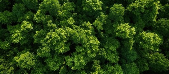 Aerial view of green mangrove forest texture