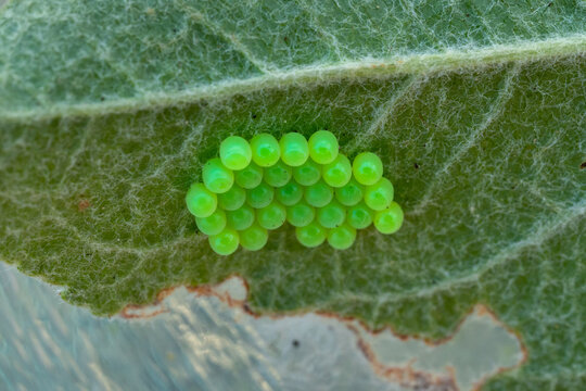 "Insect Eggs"-Bilder: Stock-Fotos & -Videos. | Adobe Stock