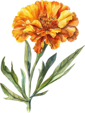 「植物 芽」の写真素材 | 4,862,580件の無料イラスト画像 | Adobe Stock