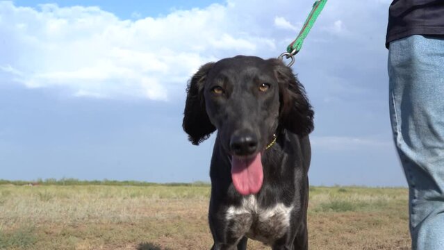 Tazy-Bilder: Stock-Fotos & -Videos. | Adobe Stock