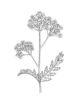 Yarrow Drawing Images – Browse 4,157 Stock Photos, Vectors, and Video ...