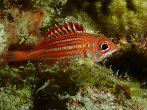 "Squirrel Fish" Images – Browse 367 Stock Photos, Vectors, and Video ...