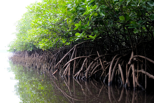 "Mangrove Forest" Images – Browse 154,191 Stock Photos, Vectors, and ...