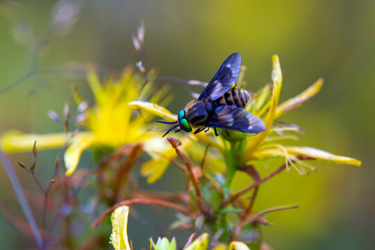 "Chrysops Relictus" Images – Browse 61 Stock Photos, Vectors, and Video ...