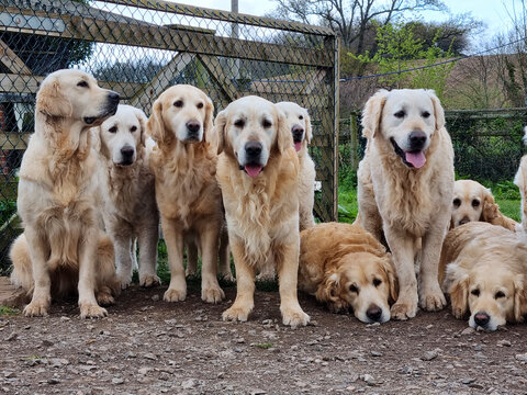 "Pack Of Dogs" Images – Browse 509 Stock Photos, Vectors, and Video ...