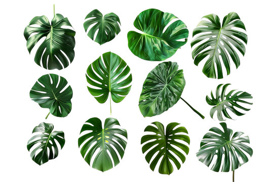 Montera Images – Browse 654 Stock Photos, Vectors, and Video | Adobe Stock