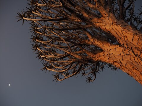 "Treen Images – Browse 1,543 Stock Photos, Vectors, and Video | Adobe Stock