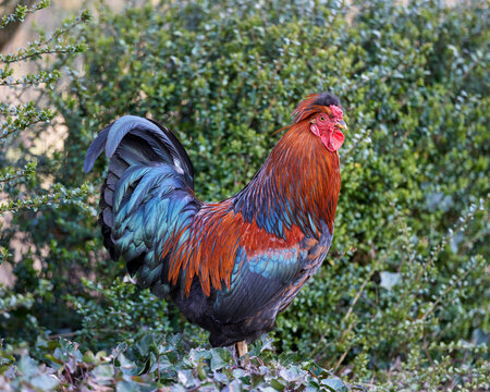 "Red Rooster" Images – Browse 3,984 Stock Photos, Vectors, and Video ...