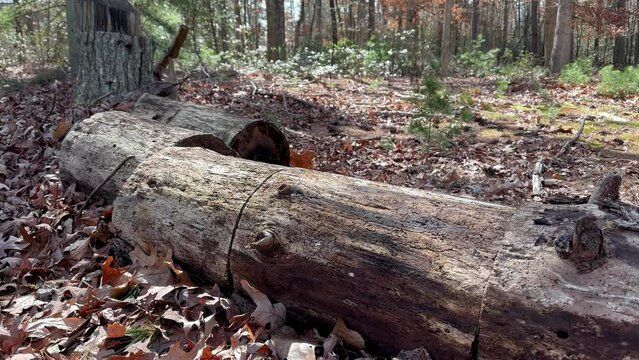Fallen Log Images – Browse 70,594 Stock Photos, Vectors, and Video ...