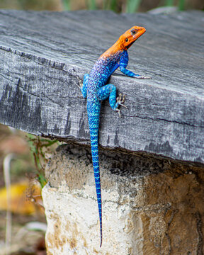 "Rock Agama" Images – Browse 1,357 Stock Photos, Vectors, and Video ...