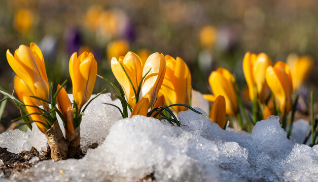 "Yellow Crocus" Images – Browse 8,704 Stock Photos, Vectors, and Video ...