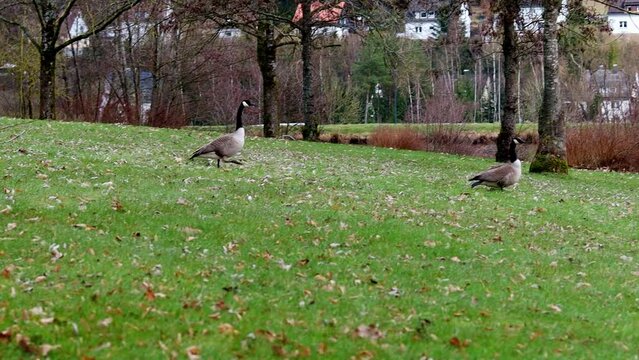 "Egyptian Geese" Images – Browse 13,173 Stock Photos, Vectors, and ...