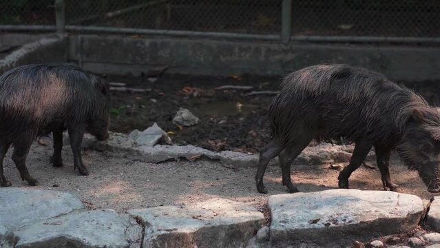 Imágenes de "Musk Hog": descubre bancos de fotos, ilustraciones ...