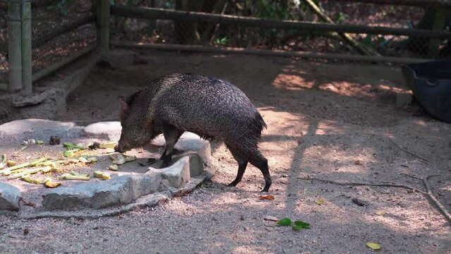 Imágenes de "Musk Hog": descubre bancos de fotos, ilustraciones ...