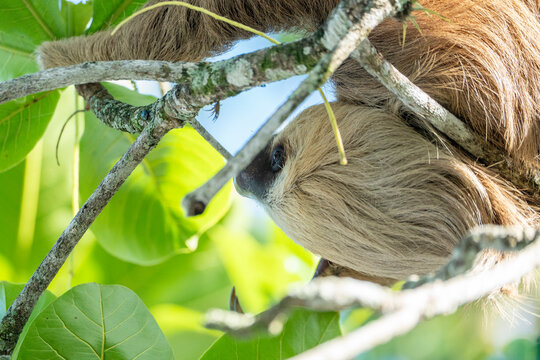 รูปภาพUnau – เลือกดูภาพถ่ายสต็อก เวกเตอร์ และวิดีโอ1,272 | Adobe Stock