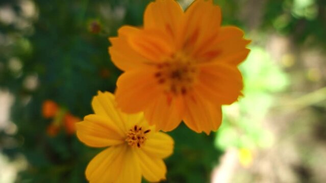 "Yellow Cosmos" Images – Browse 12,996 Stock Photos, Vectors, and Video ...