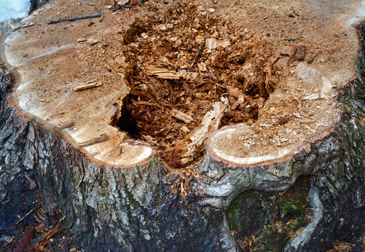"Rotten Stump" Images – Browse 163 Stock Photos, Vectors, and Video ...
