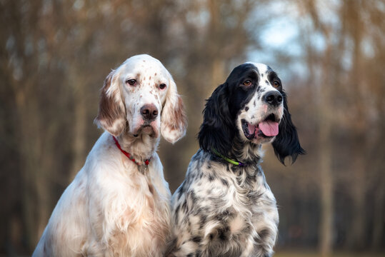 "English Setter" Images – Browse 30,902 Stock Photos, Vectors, and ...