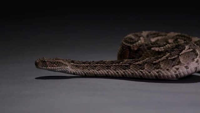 "Puff Adder" - Images et vidéos libres de droits | Adobe Stock