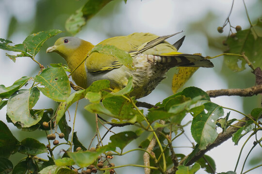 "Yellow-Footed Green Pigeon" Images – Browse 83 Stock Photos, Vectors ...