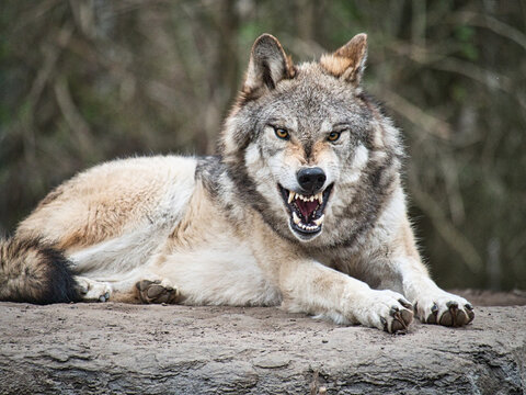 "Timber Wolf" Images – Browse 727,027 Stock Photos, Vectors, and Video ...