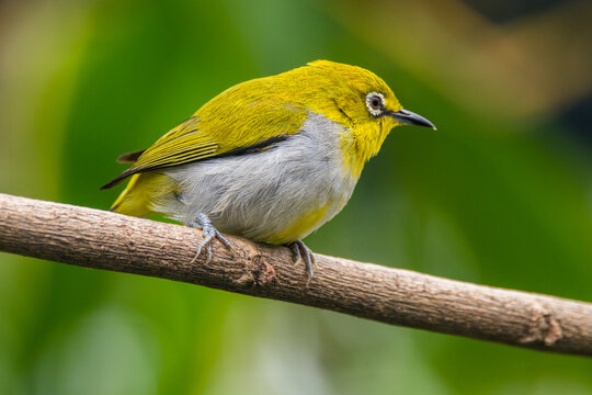 "Zosterops Lateralis" Images – Browse 897 Stock Photos, Vectors, and ...