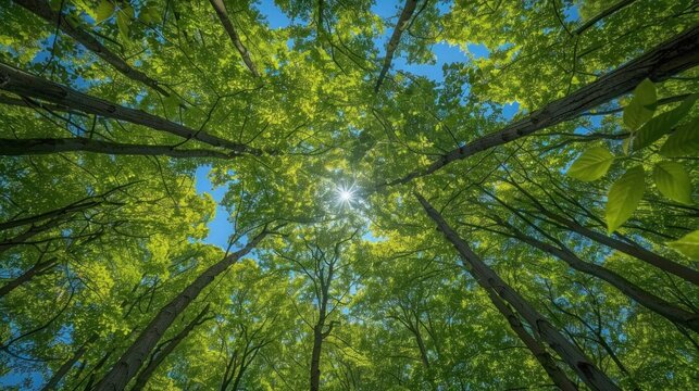 Canopy Of Trees Images – Browse 206,501 Stock Photos, Vectors, and ...