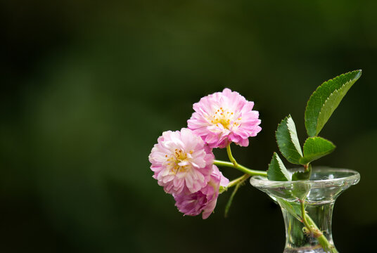 Chandrika Images – Browse 14 Stock Photos, Vectors, and Video | Adobe Stock