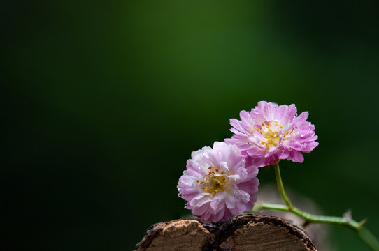 Chandrika Images – Browse 14 Stock Photos, Vectors, and Video | Adobe Stock