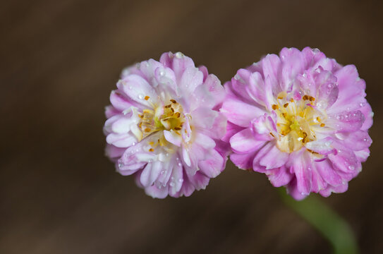 Chandrika Images – Browse 14 Stock Photos, Vectors, and Video | Adobe Stock