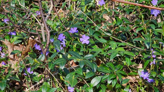 "Creeping Myrtle"-Bilder: Stock-Fotos & -Videos. | Adobe Stock