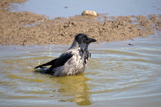 Corvid Images – Browse 255,893 Stock Photos, Vectors, and Video | Adobe ...