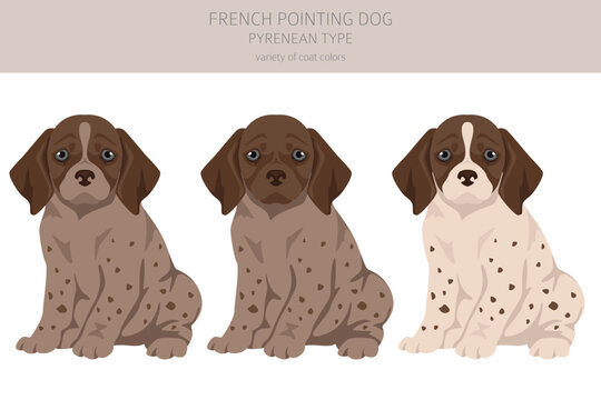 "Pointing Dog"-Bilder: Stock-Fotos & -Videos. | Adobe Stock