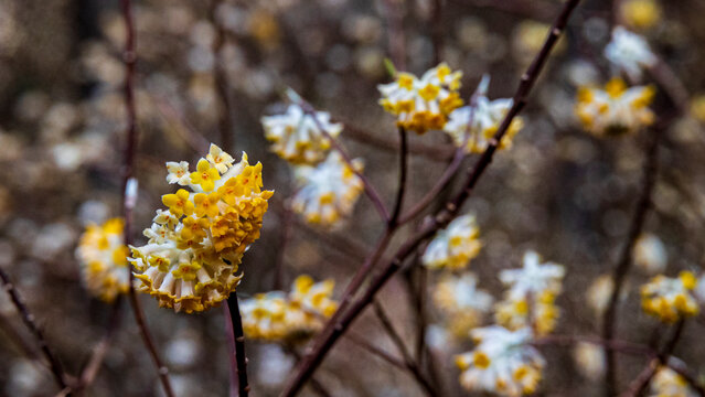 "Paper Bush" Images – Browse 712 Stock Photos, Vectors, and Video ...