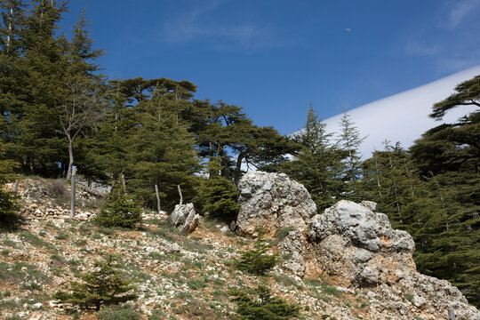 "Lebanon Cedar" Images – Browse 1,651 Stock Photos, Vectors, and Video ...