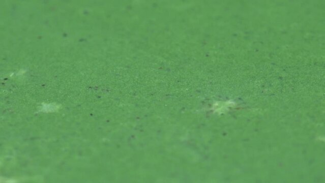 Mosquitoes Water Images – Browse 24,253 Stock Photos, Vectors, and ...