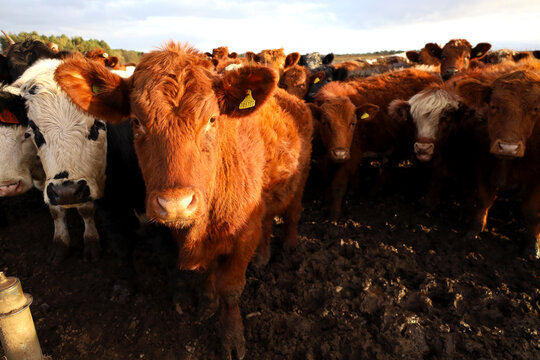 "Beef Cattle" Bilder – Durchsuchen 23,007 Archivfotos, Vektorgrafiken ...