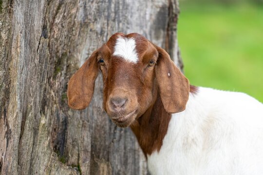 "Boer Goats"-Bilder: Stock-Fotos & -Videos. | Adobe Stock