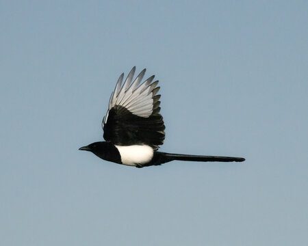 Magpie In Flight Images – Browse 23,391 Stock Photos, Vectors, and ...