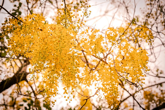 รูปภาพKonnapoo – เลือกดูภาพถ่ายสต็อก เวกเตอร์ และวิดีโอ71 | Adobe Stock