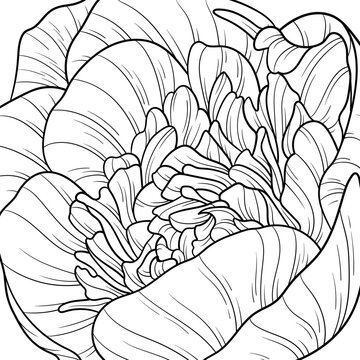 "Adult Coloring Book Pages" Images – Browse 172 Stock Photos, Vectors ...