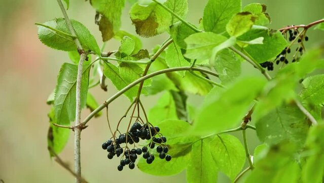 "Common Elder" Images – Browse 7,943 Stock Photos, Vectors, and Video ...