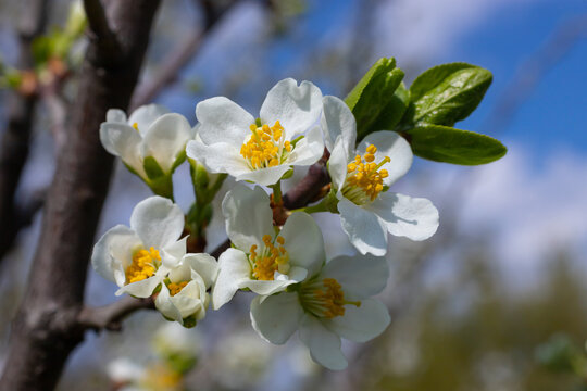 รูปภาพPlum-Tree – เลือกดูภาพถ่ายสต็อก เวกเตอร์ และวิดีโอ1,552 | Adobe Stock