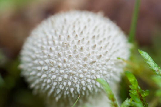 "Warted Puffball" Images – Browse 1,815 Stock Photos, Vectors, and ...