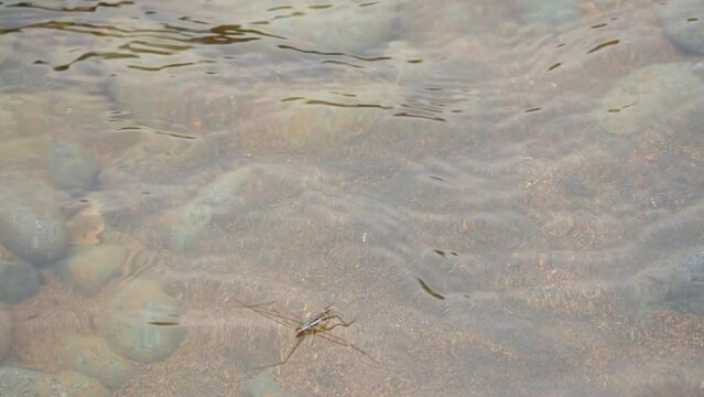 "Water Spider" Images – Parcourir 369 le catalogue de photos, vecteurs ...