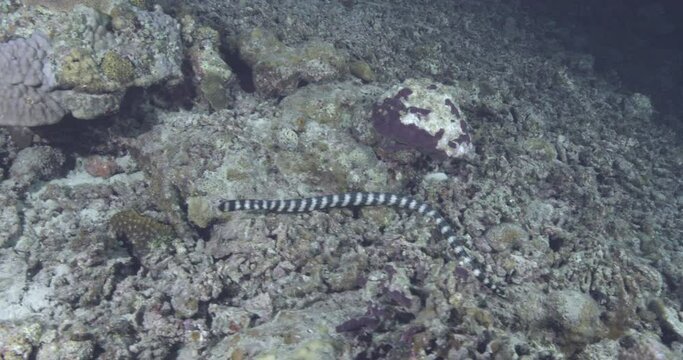 "Banded Sea Krait" Images – Browse 383 Stock Photos, Vectors, and Video ...
