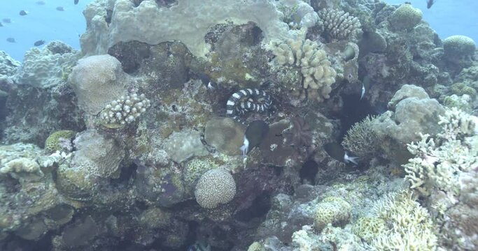 "Banded Sea Krait" Images – Browse 383 Stock Photos, Vectors, and Video ...