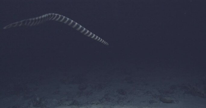 "Sea Snake" Images – Browse 2,334 Stock Photos, Vectors, and Video ...